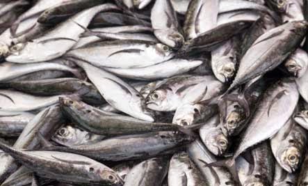 The Jesus Blog: The 153 Fish in John 21:11—Chris Keith