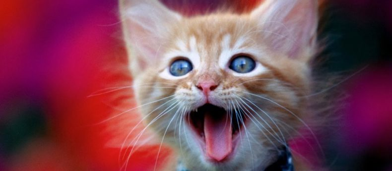 Como Saber se Seu Gato está Feliz - Adoravel Cães e Gatos