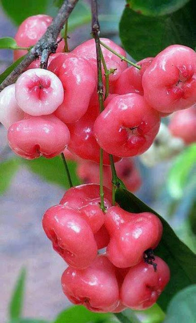 Jambo - Syzygium jambos