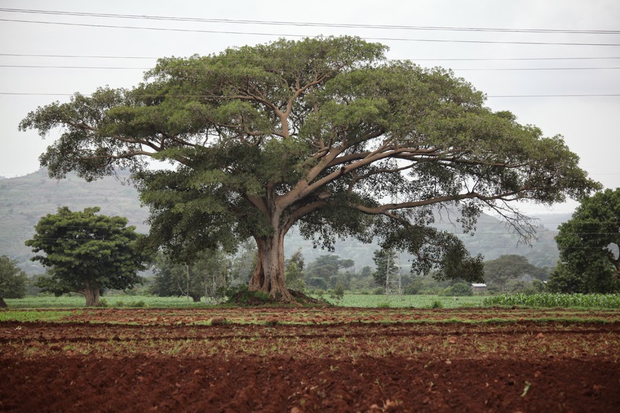 7/7- BAHIR DAR (EL LAGO TANA Y LAS FUENTES DEL NILO AZUL) - Viajar Sin ...