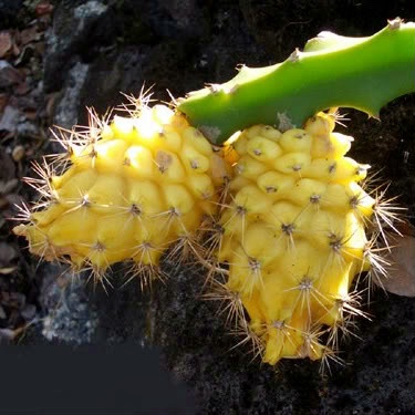 Mengenal Buah Naga Kuning - BUDIDAYAKU