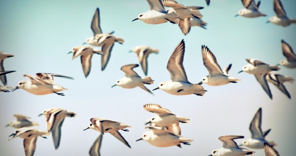 French Vocabulary Illustrated: voleter