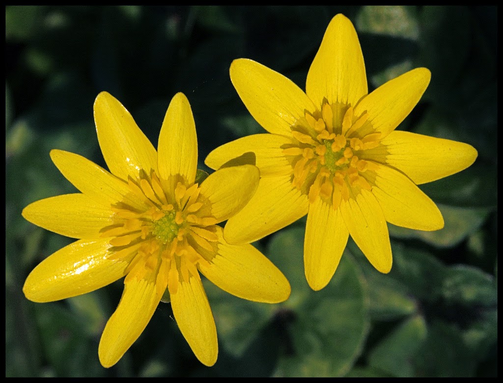 Species of UK: Week 49: Lesser Celandine ('Ranunculus ficaria')