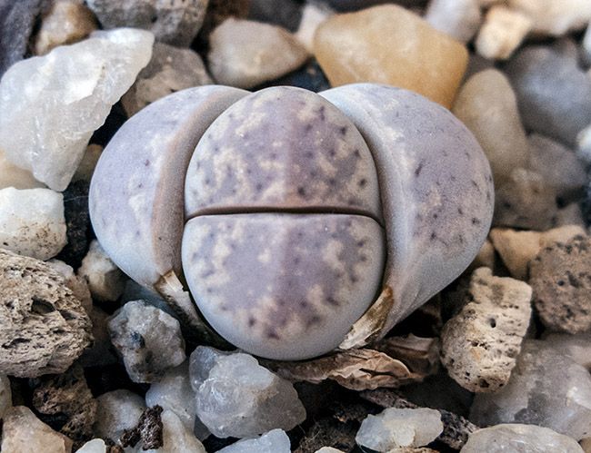 LITHOPS SPECIES ~ Cactus and suculents