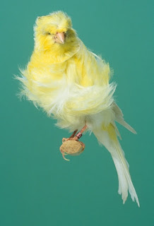 LOS CANARIOS DE POSTURA: Canarios Rizados (1)