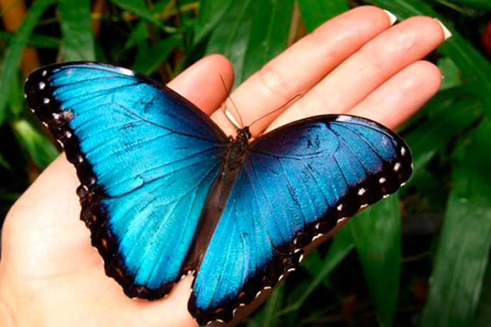 Mi Bosque Mágico: La leyenda de la mariposa azul