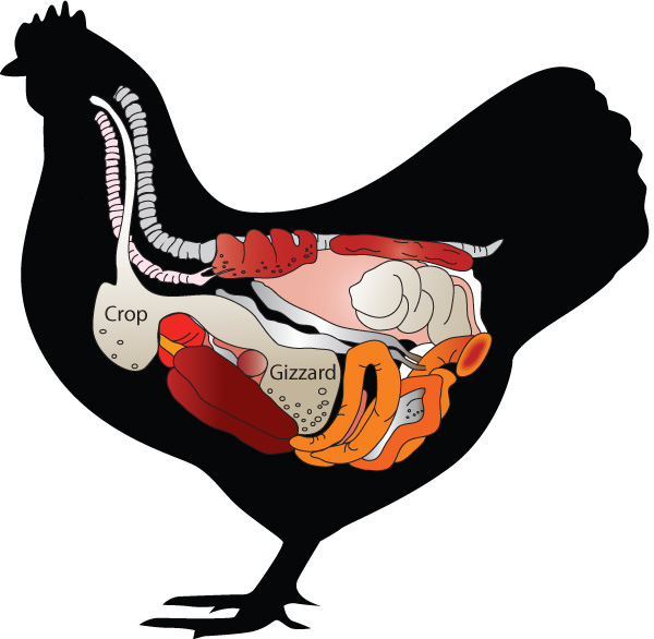 Dealing with and Treating Chicken Crop