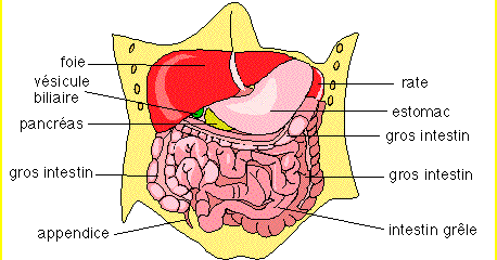 ALERTE VOTRE CORPS VOUS PARLE: LE VENTRE, LE BIDE, LA PANSE…ET LA LANGUE.
