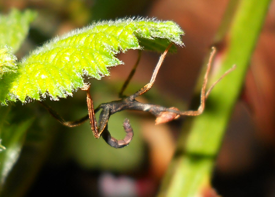Flowers and Weeds: New "Baby" in the House - Leaf Insect