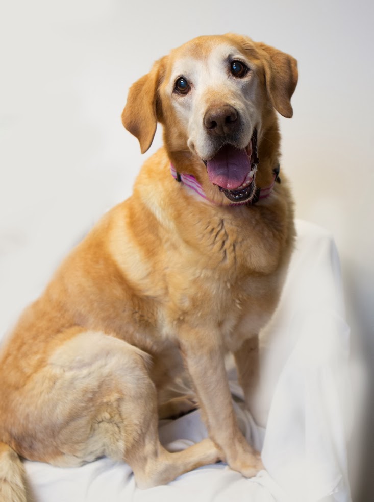 Shelter Dogs of Portland: "MARIGOLD" a lovely senior yellow Lab