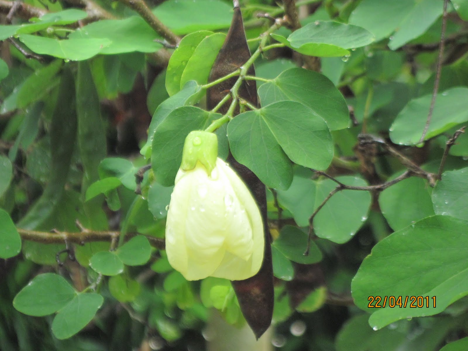 நீலகிரி உயிர்க்ேகாளம் : மந்தாரை