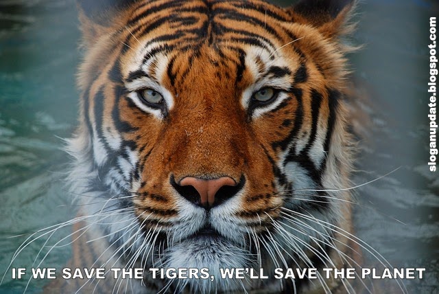Slogan on Tiger | SloganUpdate