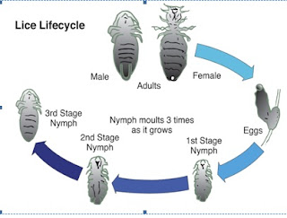 Junto Julianto: Damalinia Ovis