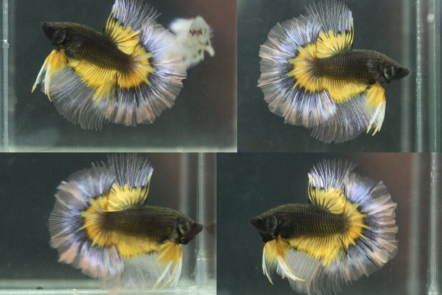 Is my betta piebald? : r/bettafish