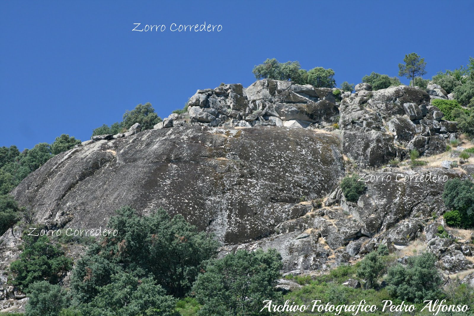Zorro Corredero de Cadalso de los Vidrios: Lancharrasa, sierra de ...
