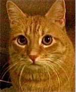 Marja-Leenan kirjahylly: Heidi Rundgren: Syntymä