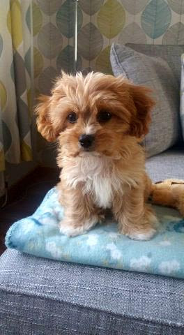 Four legged friends (and enemies): United Kingdom: Cavapoo puppy ...
