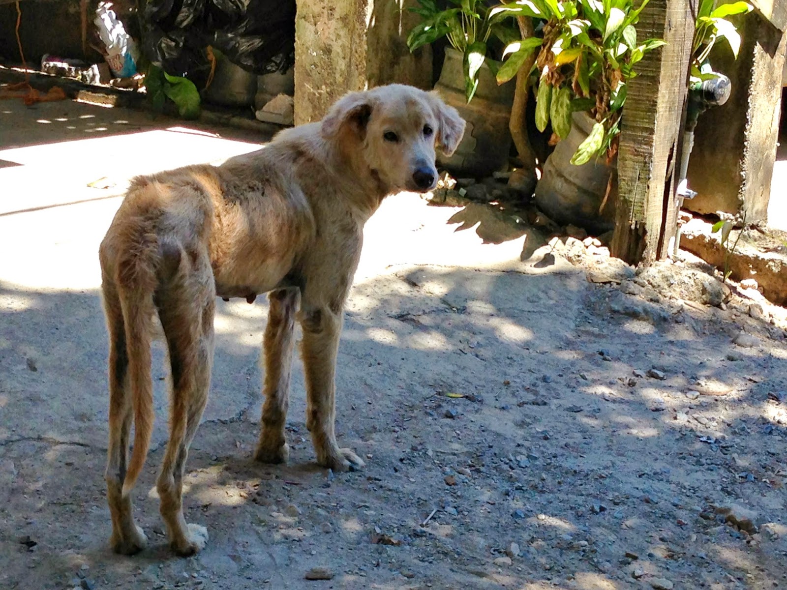 What I Learned In Roatan Honduras: Dogs on Roatan