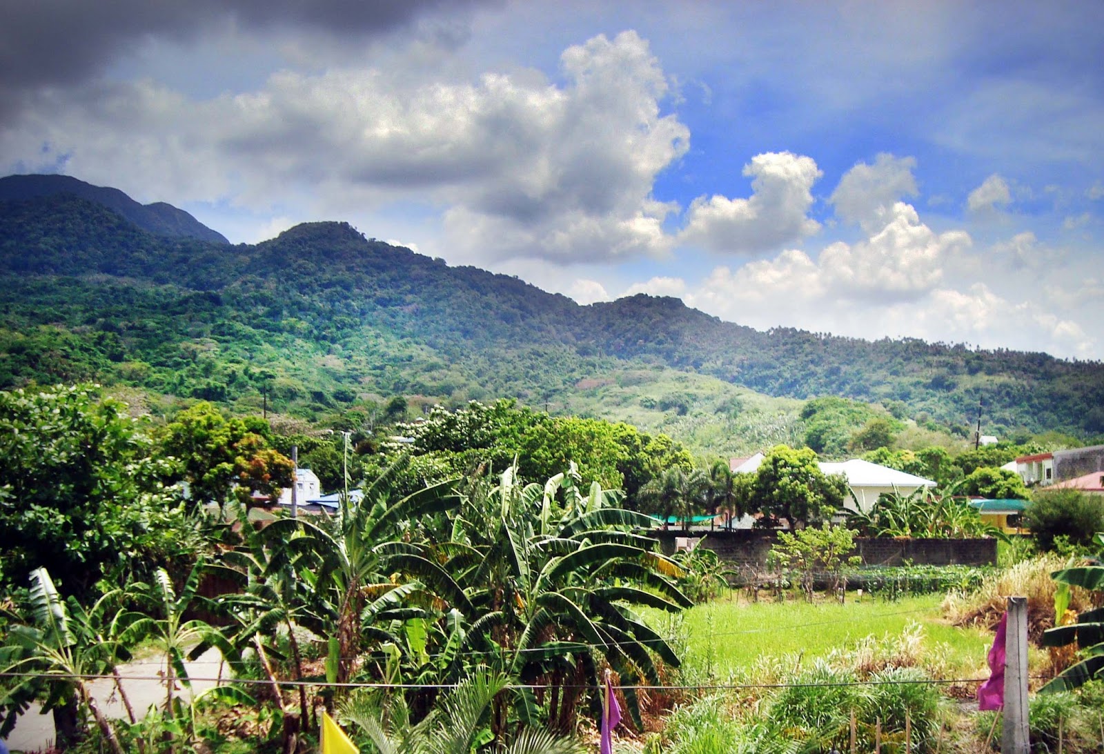 Living with Nature - School on Blog by Dr. Abercio V. Rotor: A Photo ...