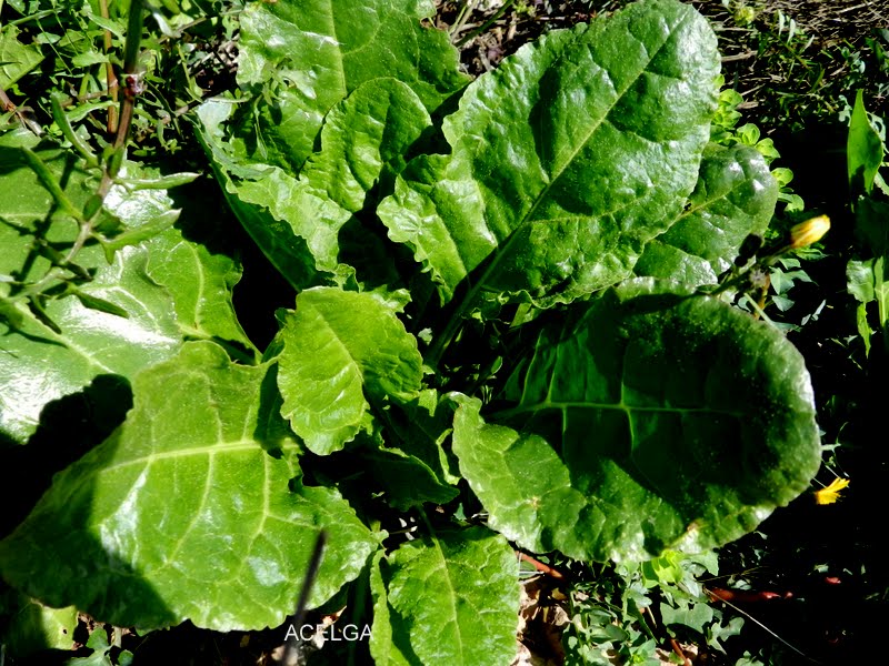 naturconsejos: ACELGA (Beta vulgaris)