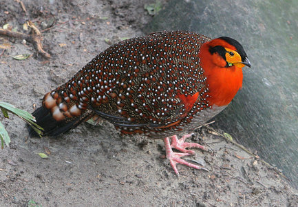 Blyth’s tragopan Beautiful Bird Images, Photos Wallpapers
