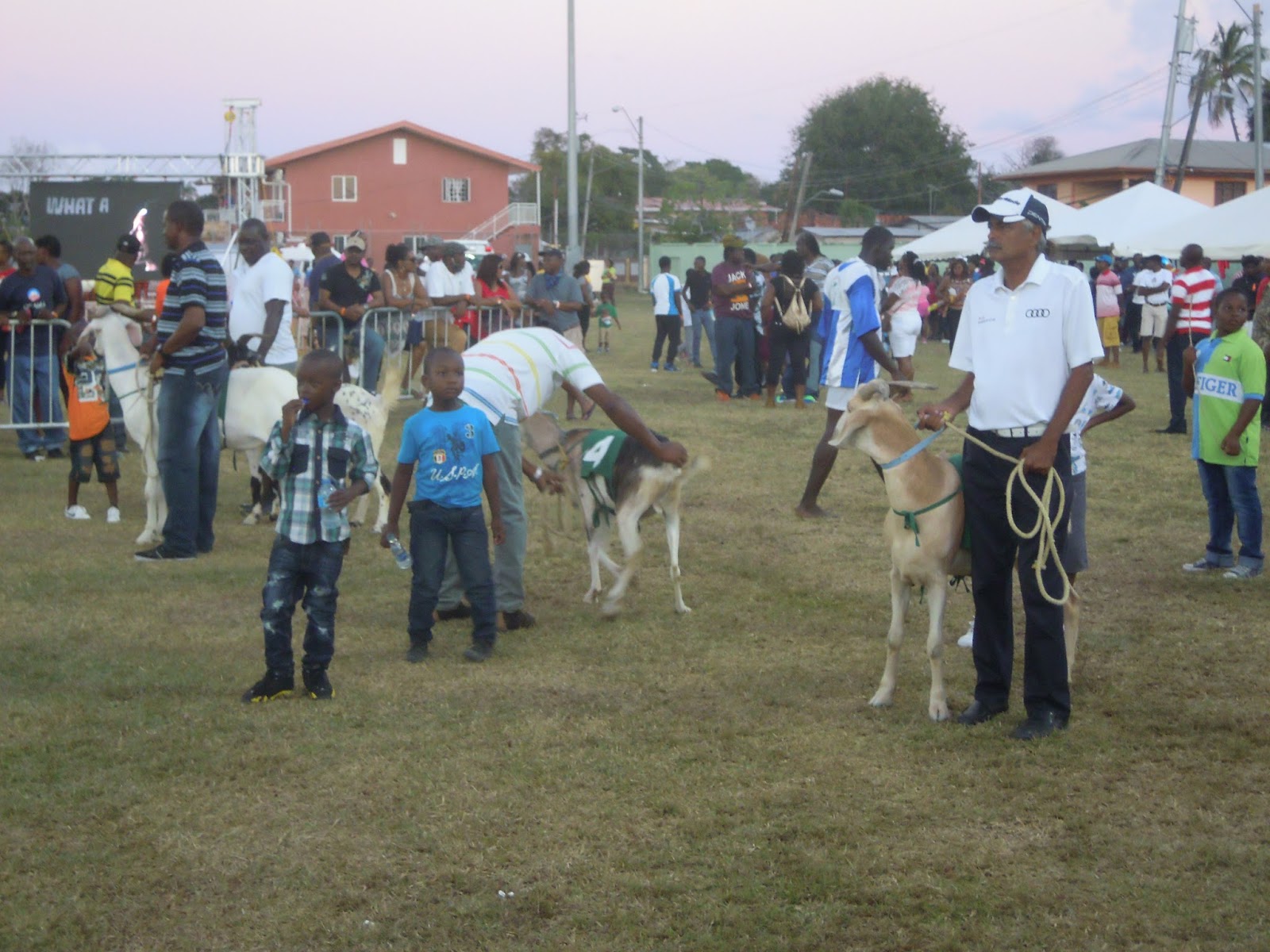 Wildcat Sailorgirl: Annual Easter Goat Races in Tobago - Final