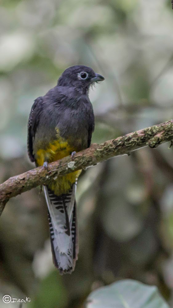 Nosoloaves - Aves del mundo (Birds of the world): Trogon coliblanco ...