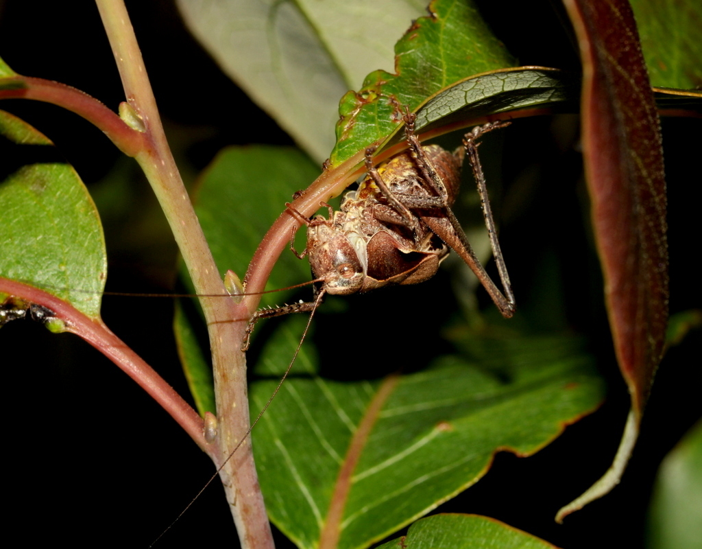 Listening in Nature: The Predatory Katydid