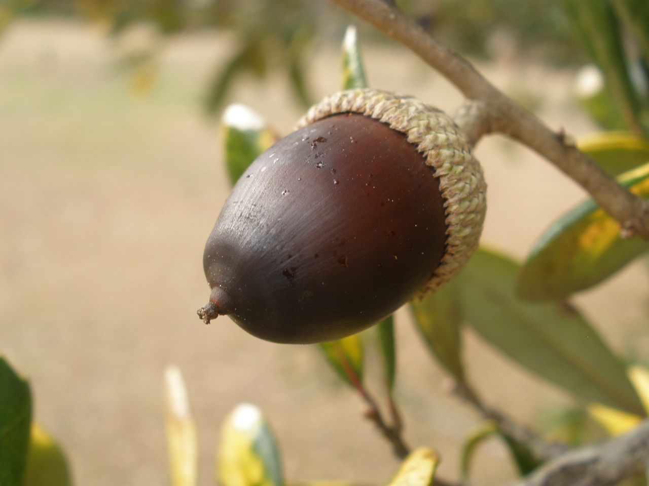 Acorns