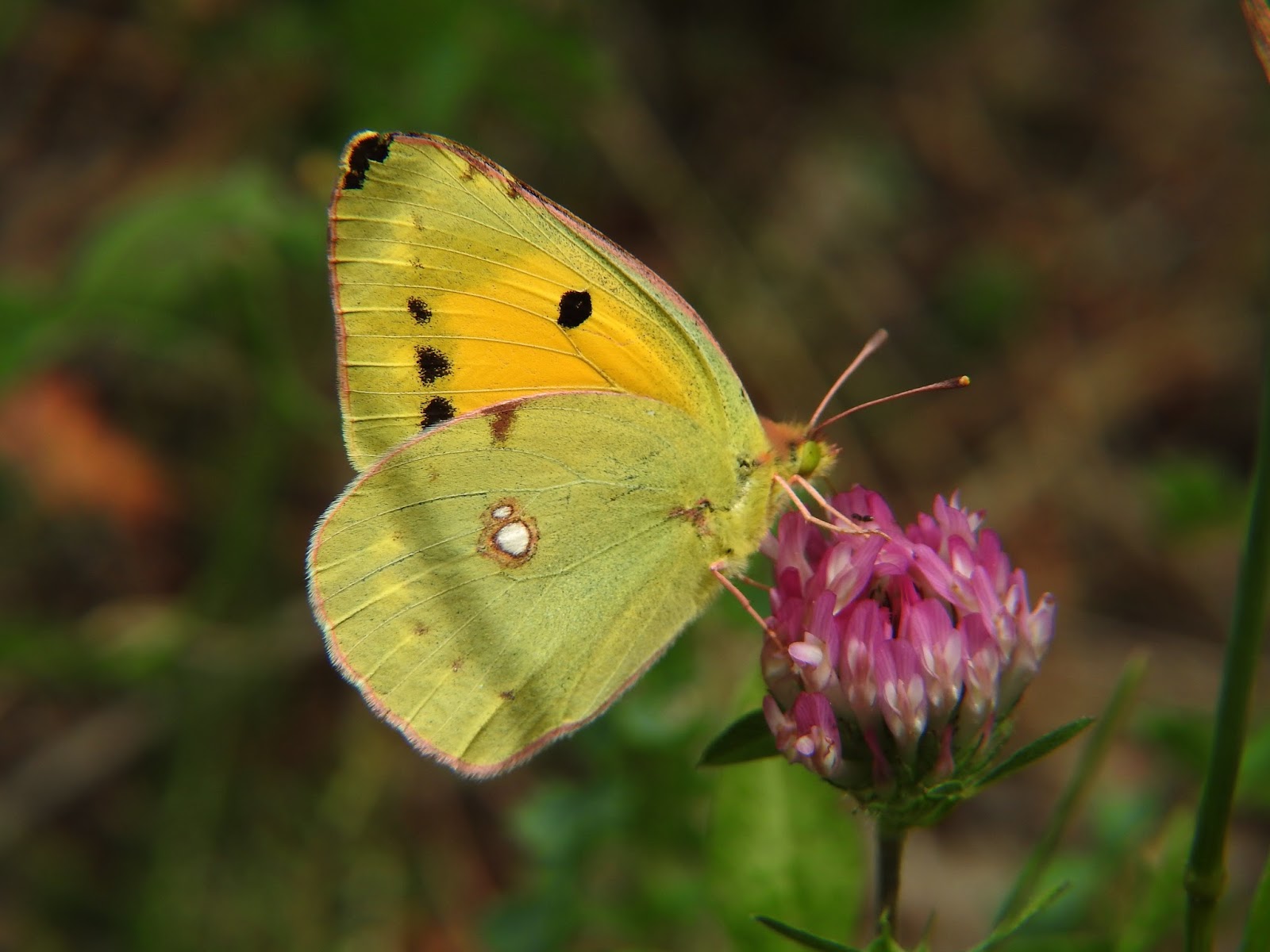 FELIPECHE VIDEO: Papillon citron sur un fleur de trèfle