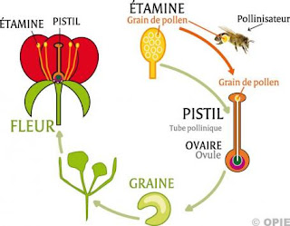 La pollinisation - Biologie
