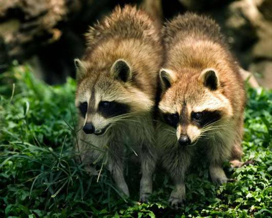 Animal Twins (Arghh! CUTE!!!) || meck's blog