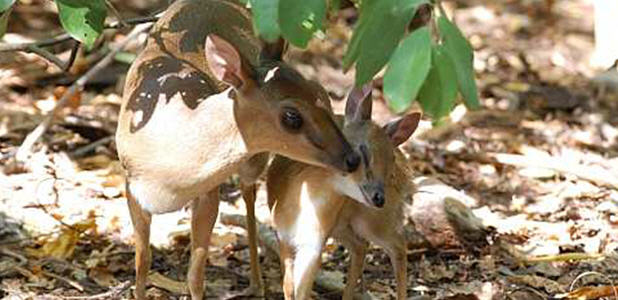 Epic's Interactive Blog: Rarely seen creatures of Africa - The Suni ...