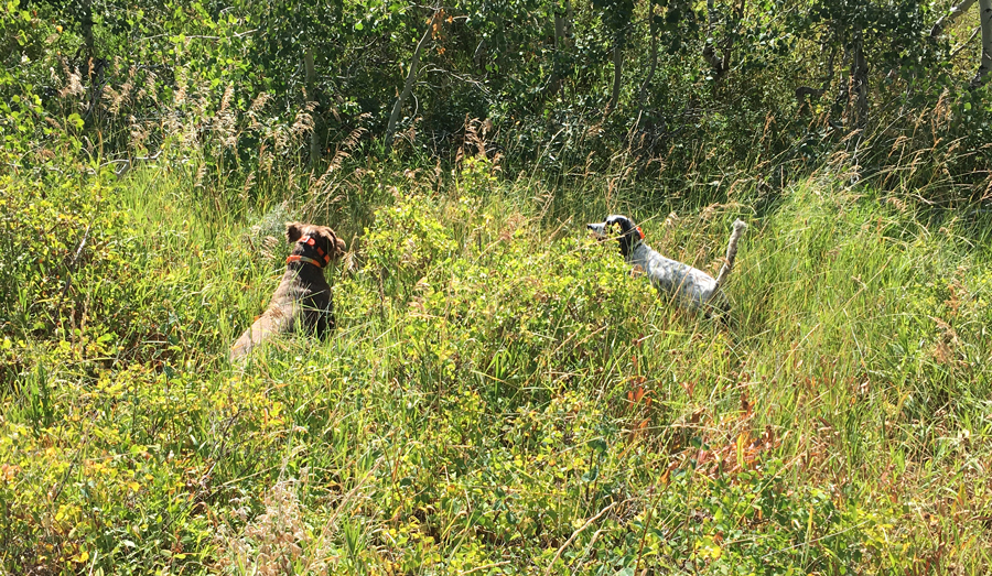 MORE DUSKY (BLUE) GROUSE HUNTING