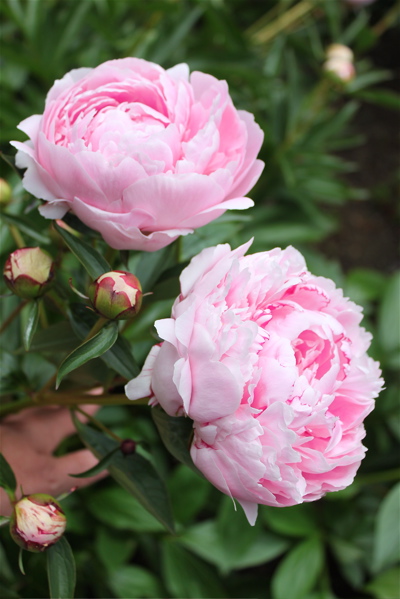 APONOVICH 52: WEEK # 21/ Peonies in a Canton Bowl