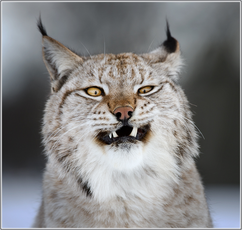 Collection 98+ Pictures Gaupe'' In English Superb