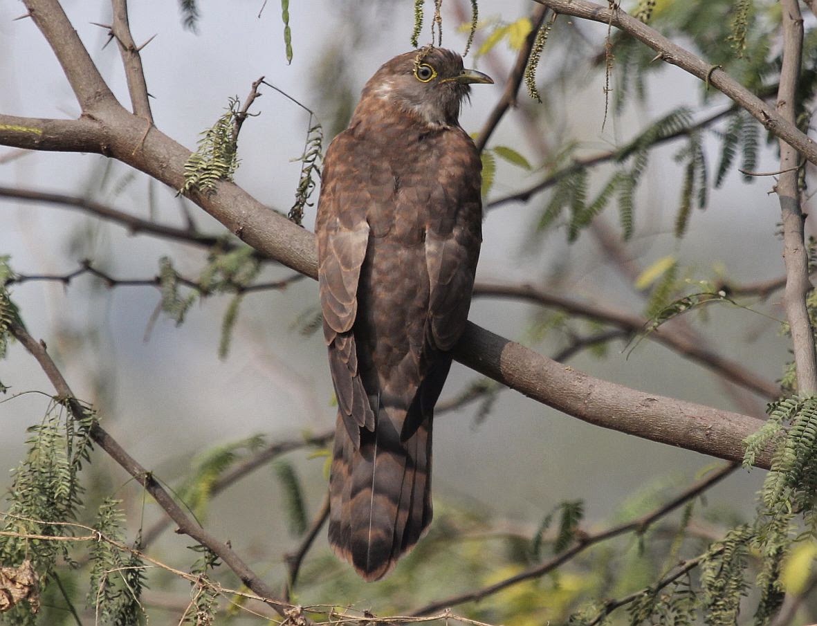 Oriental Birds: Common Hawk Cuckoo,Juvenile