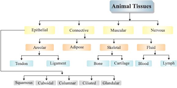 Online Notes on Chapter = 6 ( TISSUE) Part 3 - | Bioinformatics