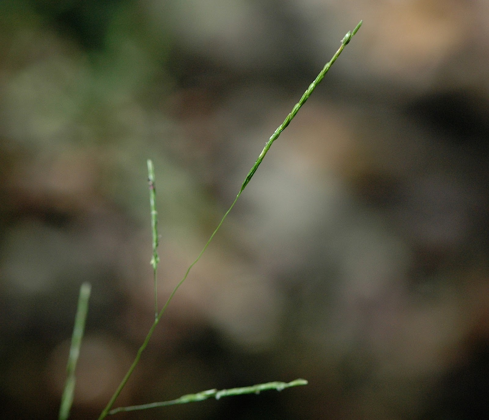 Field Biology in Southeastern Ohio: Pass The Grass