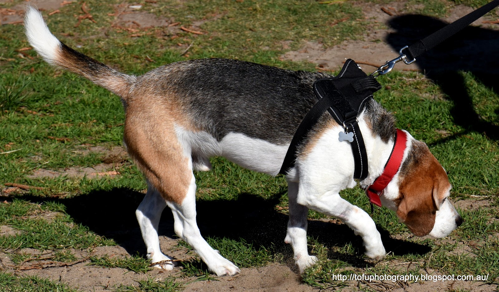 Tofu Photography: A cute beagle dog sniffing the grass at Coogee Beach ...