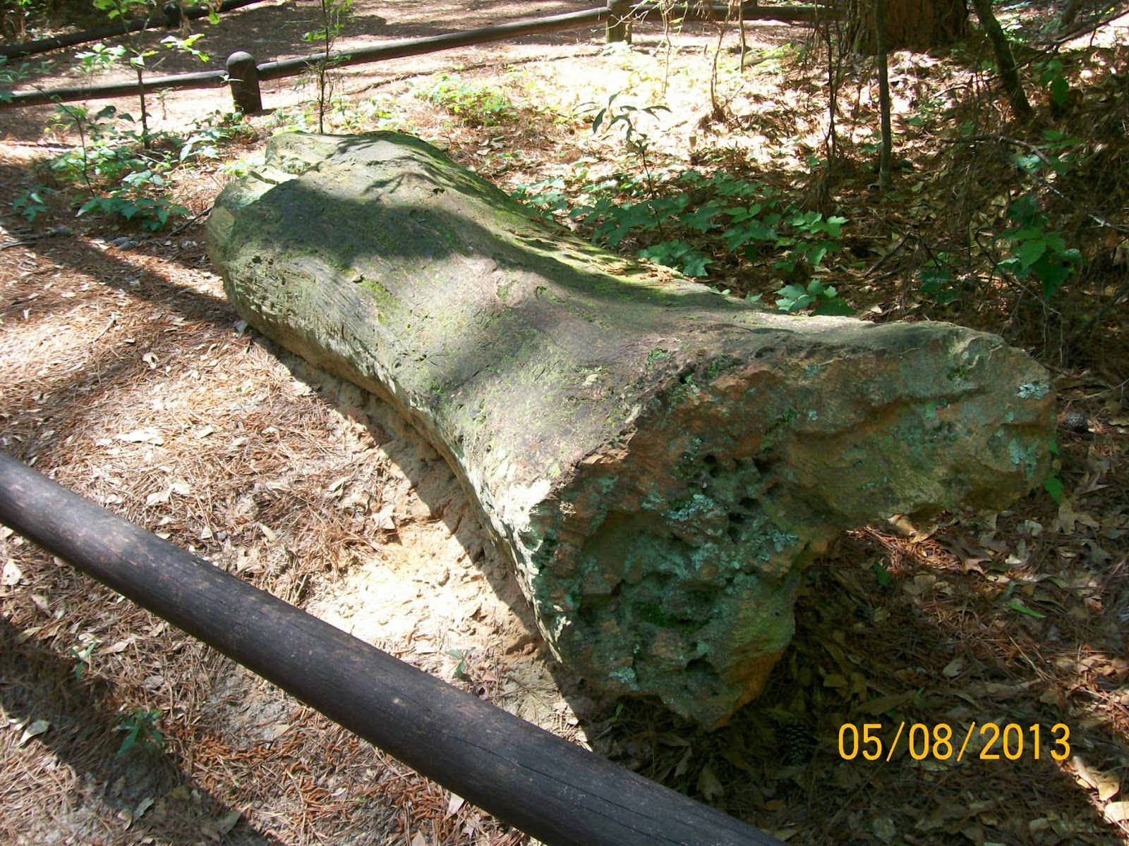 Rockhounding Around: Mississippi Petrified Forest, Flora MS