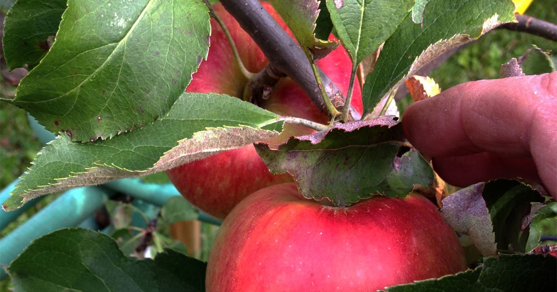 Garden to Kitchen w/Garry Carter: Selecting Your Apple Tree