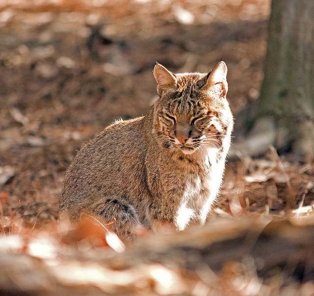 The Bobcat – Resilient Predator of North America | The Ark In Space
