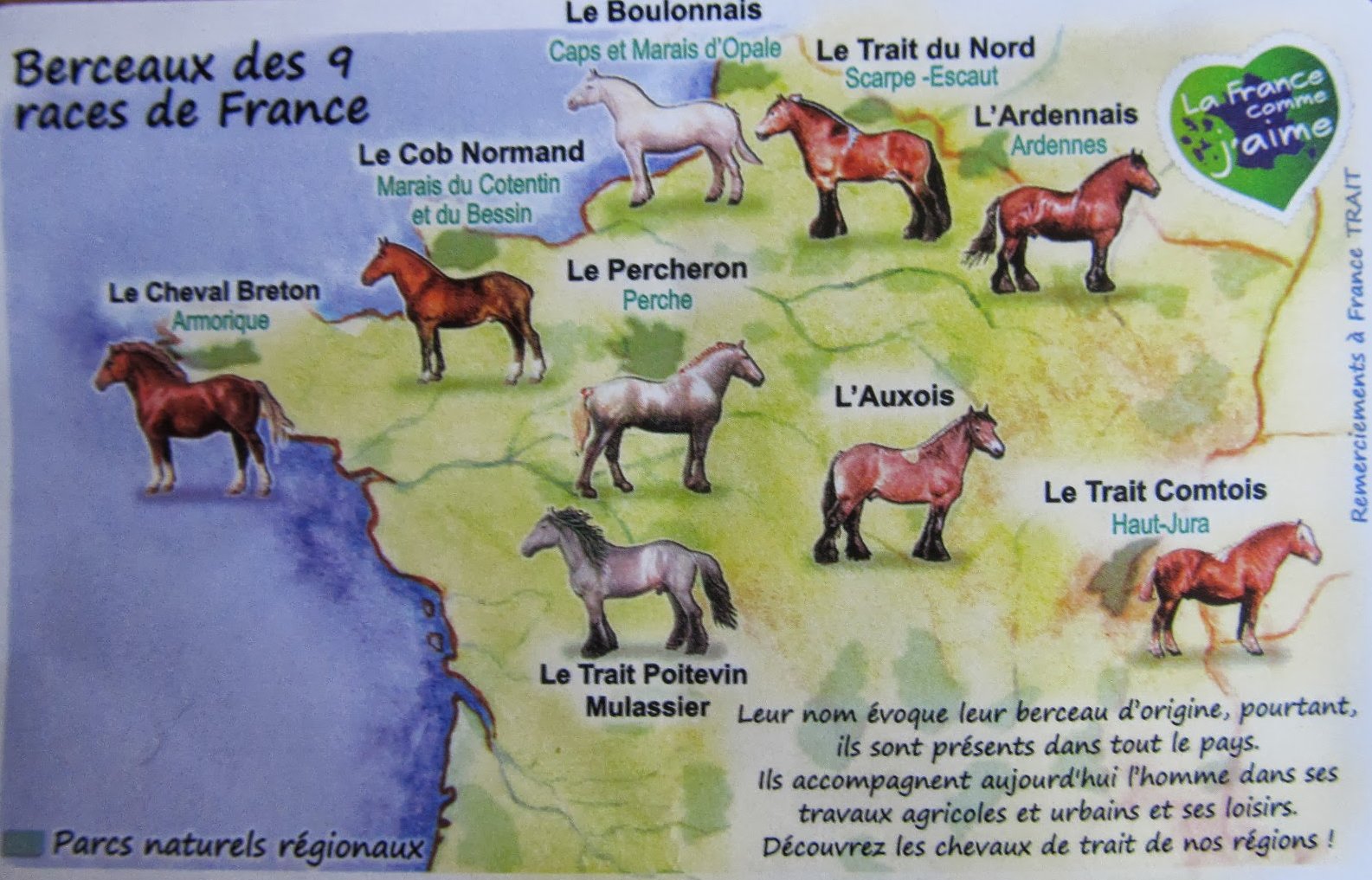 Le Carnaval des Ani-Mots: A la Découverte des Chevaux de Trait de nos ...