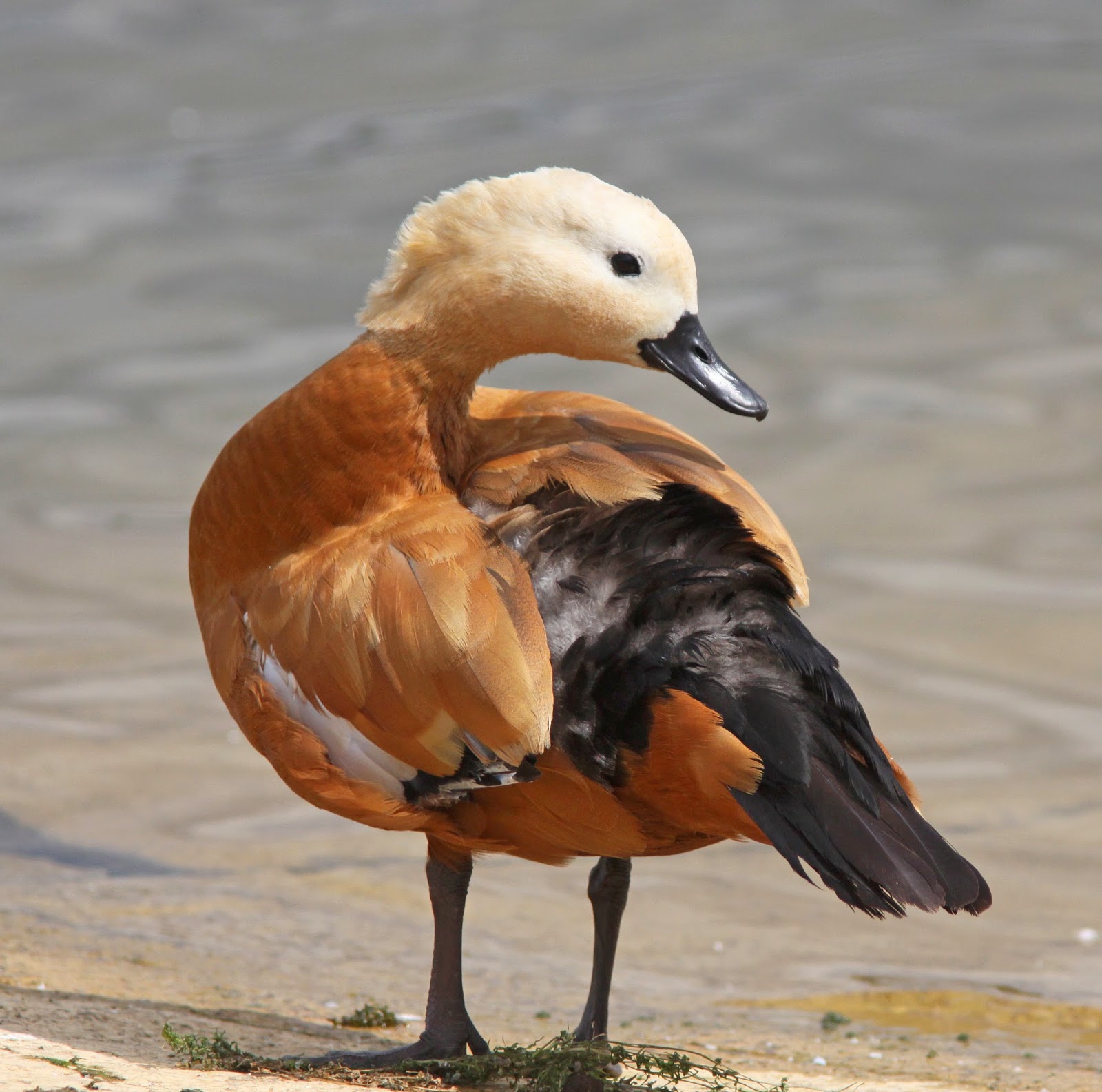 Northamptonshire Birding: Ruddy Shelduck