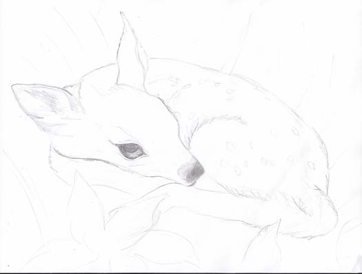 the Fine Art and Ramblings of Lisabella Russo: A Sketch of a Fawn...