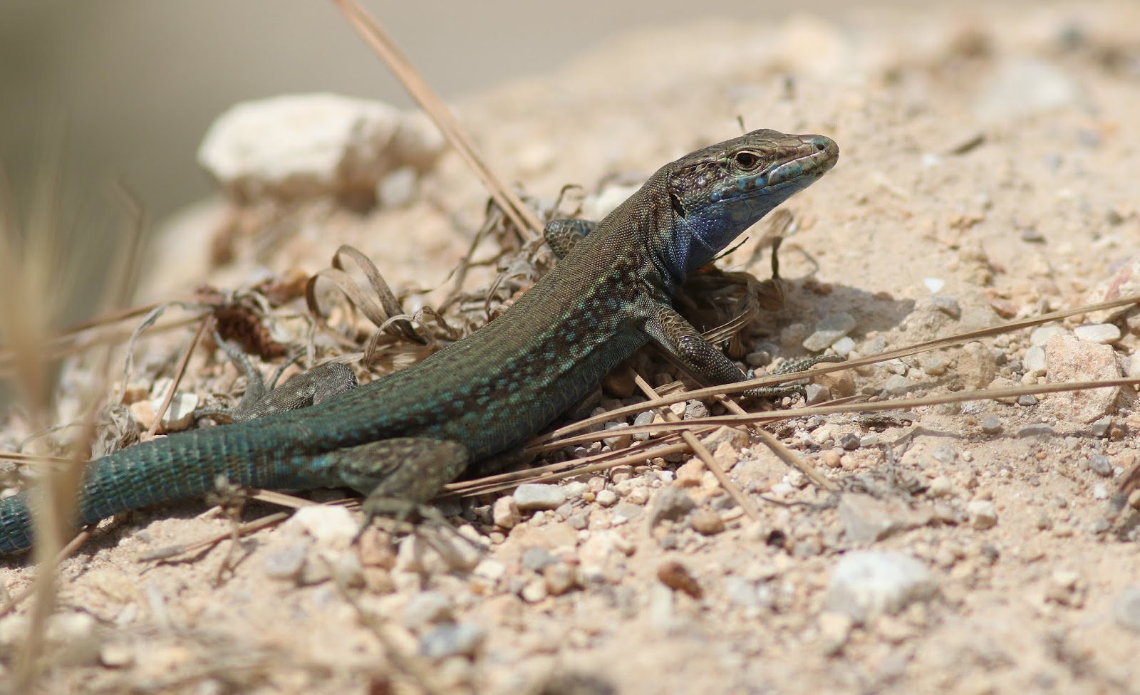 Non-Stop Birding: Mallorca Day 5- Cabrera Island