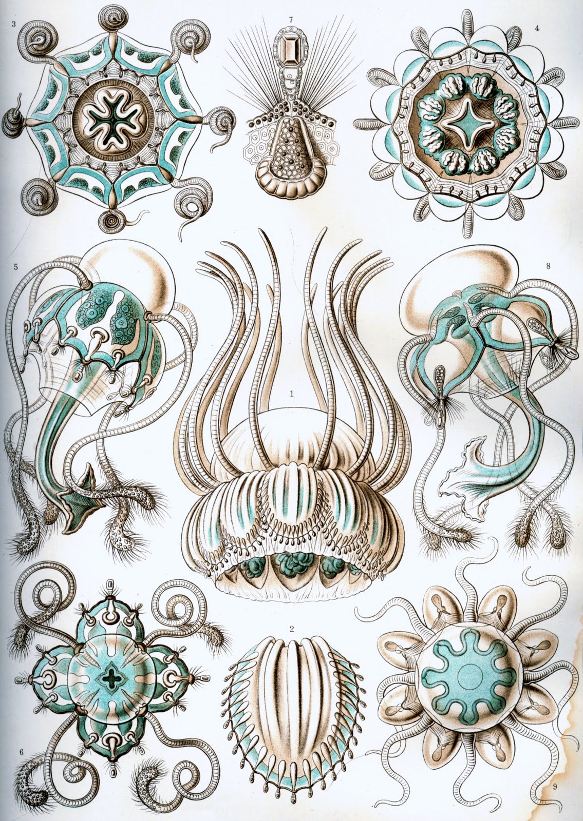 Kings And Pioneers: Ernst Haeckel