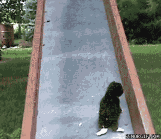 Funny Animated Gif: Funny Gifs Kitten Slide