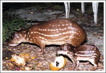 CUENTOS E HISTORIAS DE LA SELVA: CARNE DE PICURO